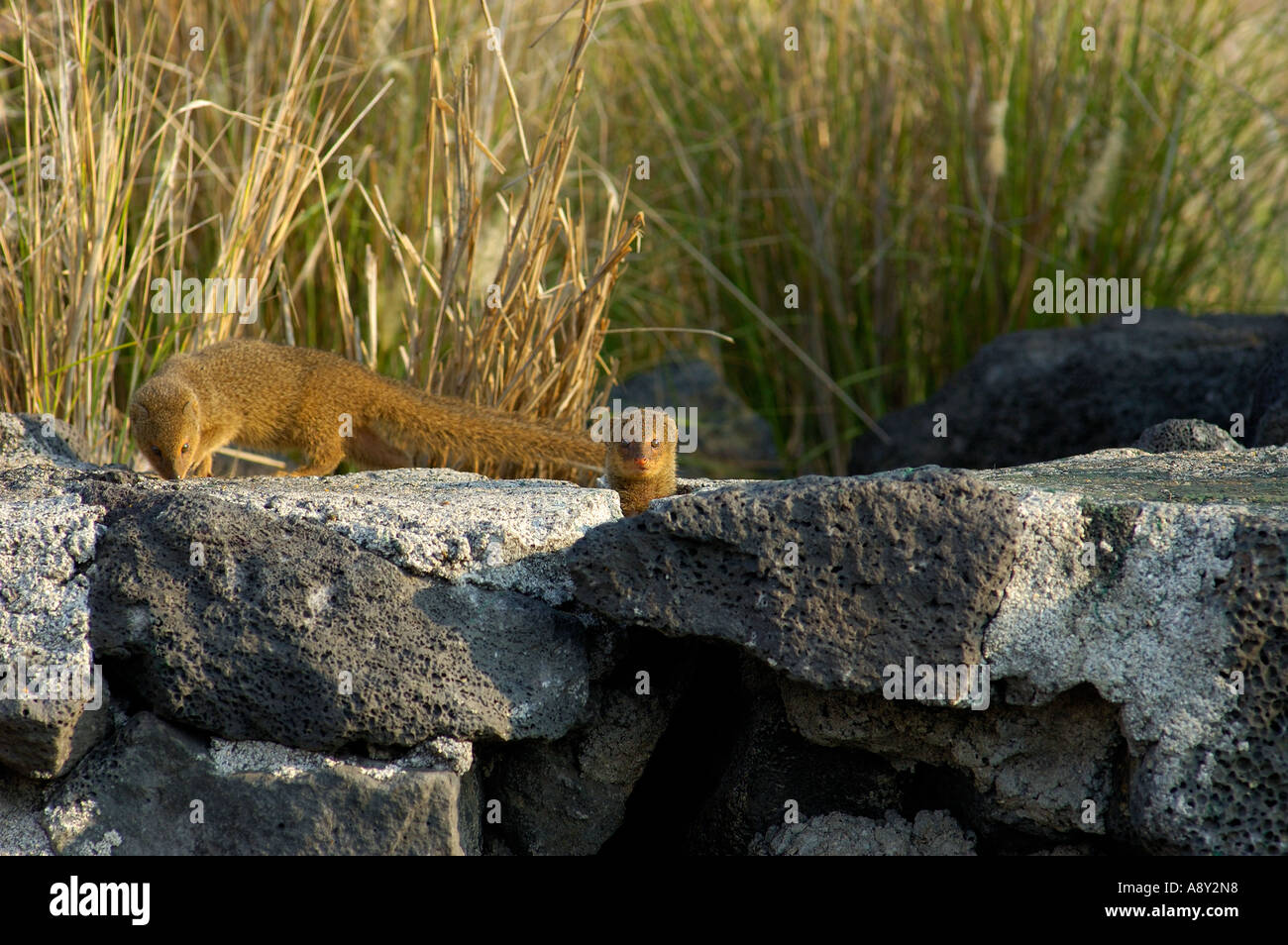 Mongoose hawaii hi-res stock photography and images - Alamy