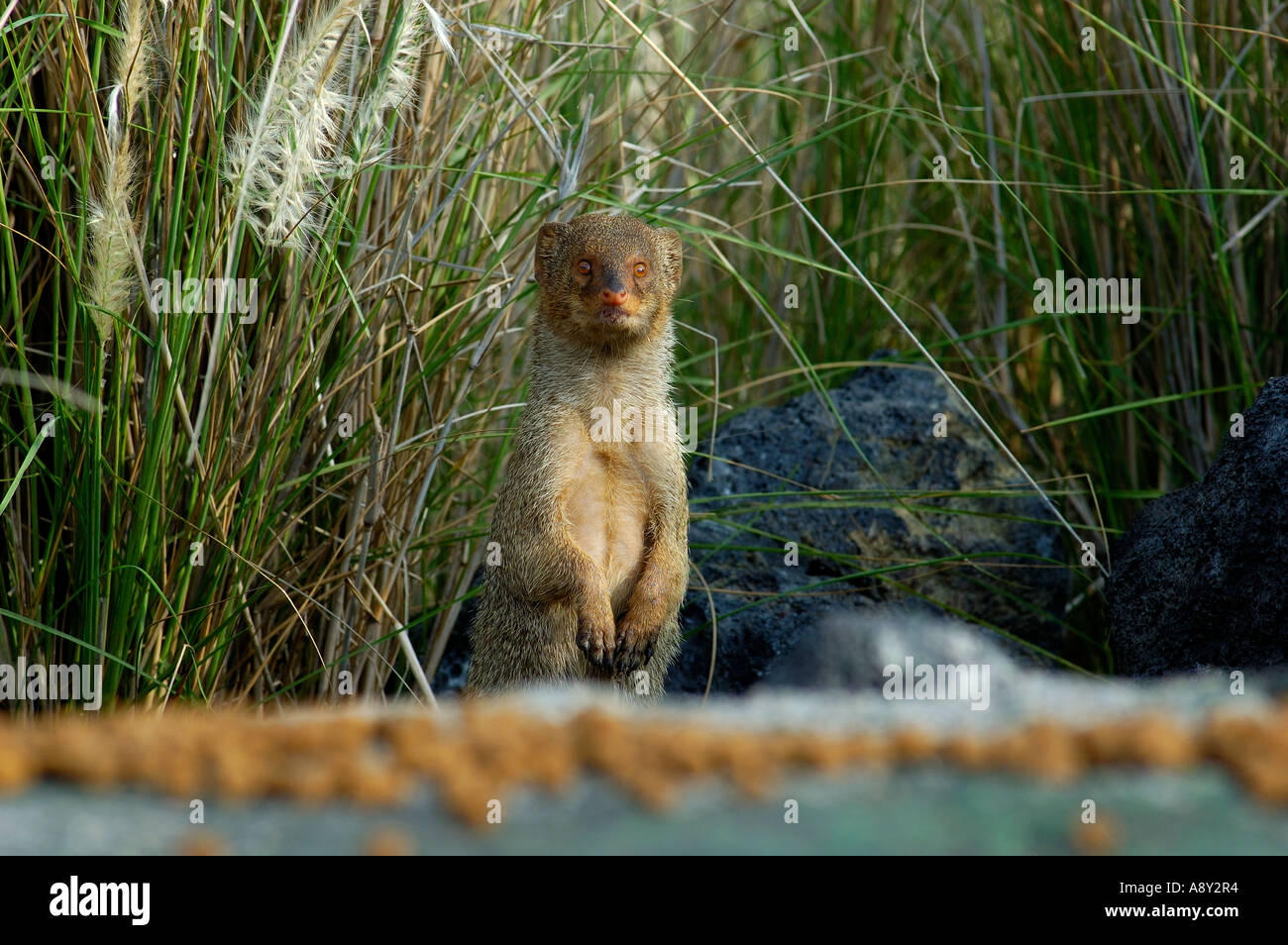 The wild Mongoose of Hawaii The Big Island of Hawaii Stock Photo - Alamy