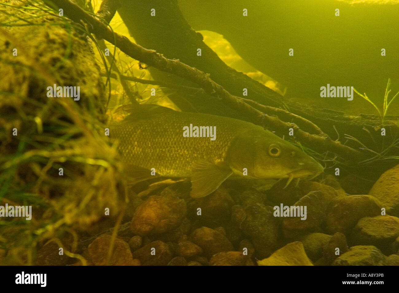Barbeau hi-res stock photography and images - Alamy