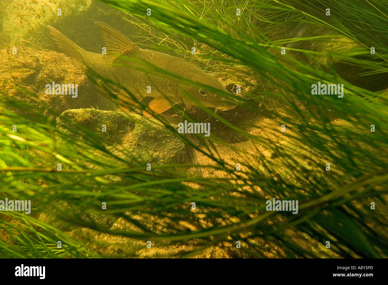 A river barbel (Barbus barbus) in the Creuse river (Indre - France ...