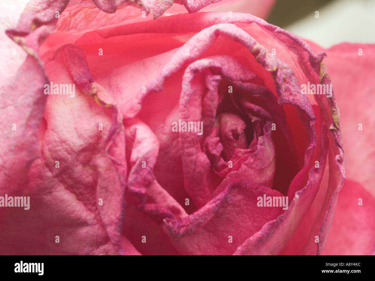 Shrub rose structure hi-res stock photography and images - Alamy
