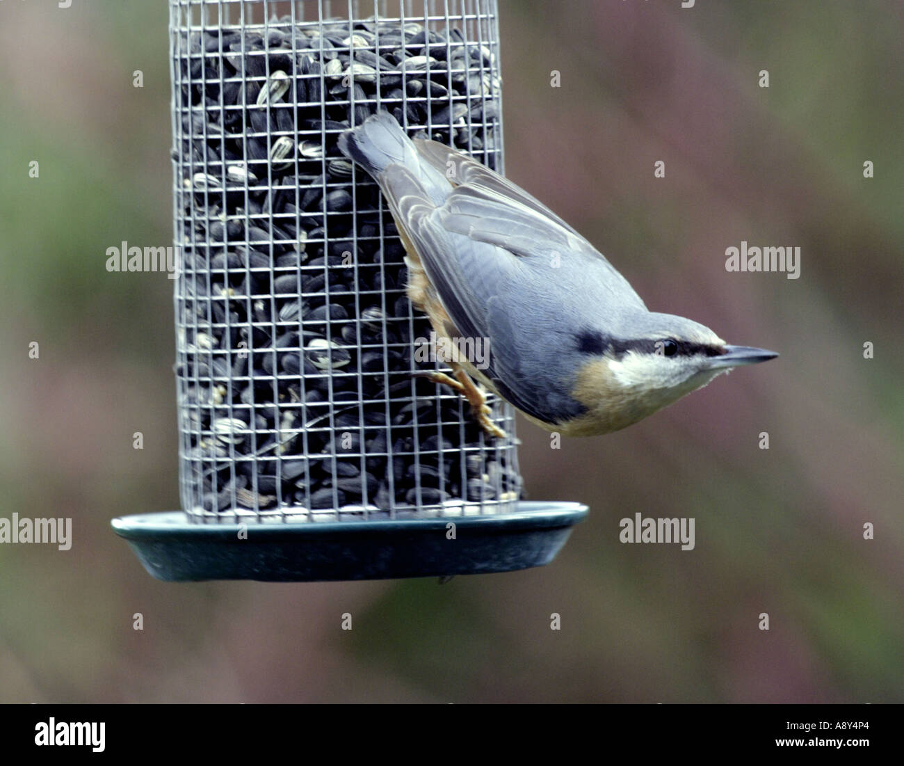 Nuthatch on a bird feeder Stock Photo - Alamy