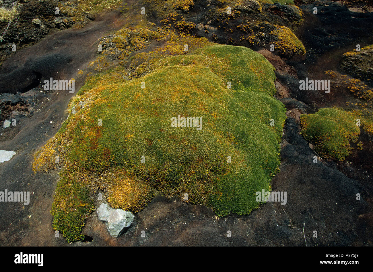Short vegetation nearby the Pastoruri glacier (Peru). Végétation rase à ...