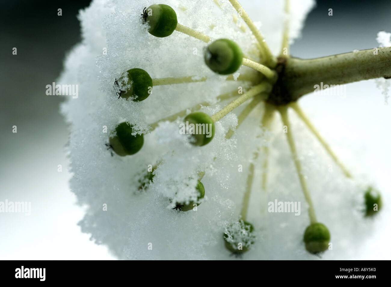 Castor oil stem hi-res stock photography and images - Alamy