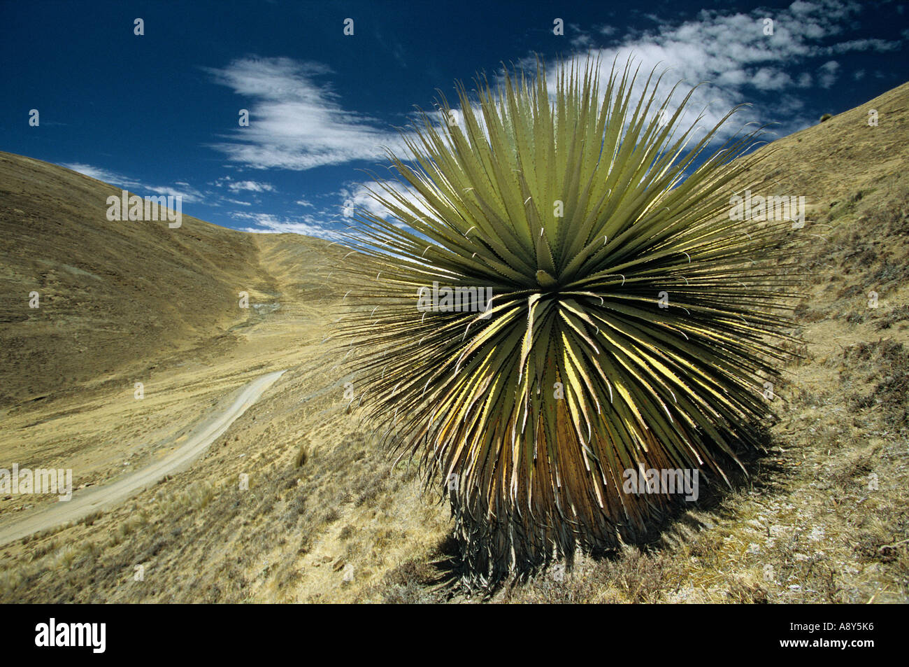 Puya Raimondi Stock Photos & Puya Raimondi Stock Images - Alamy