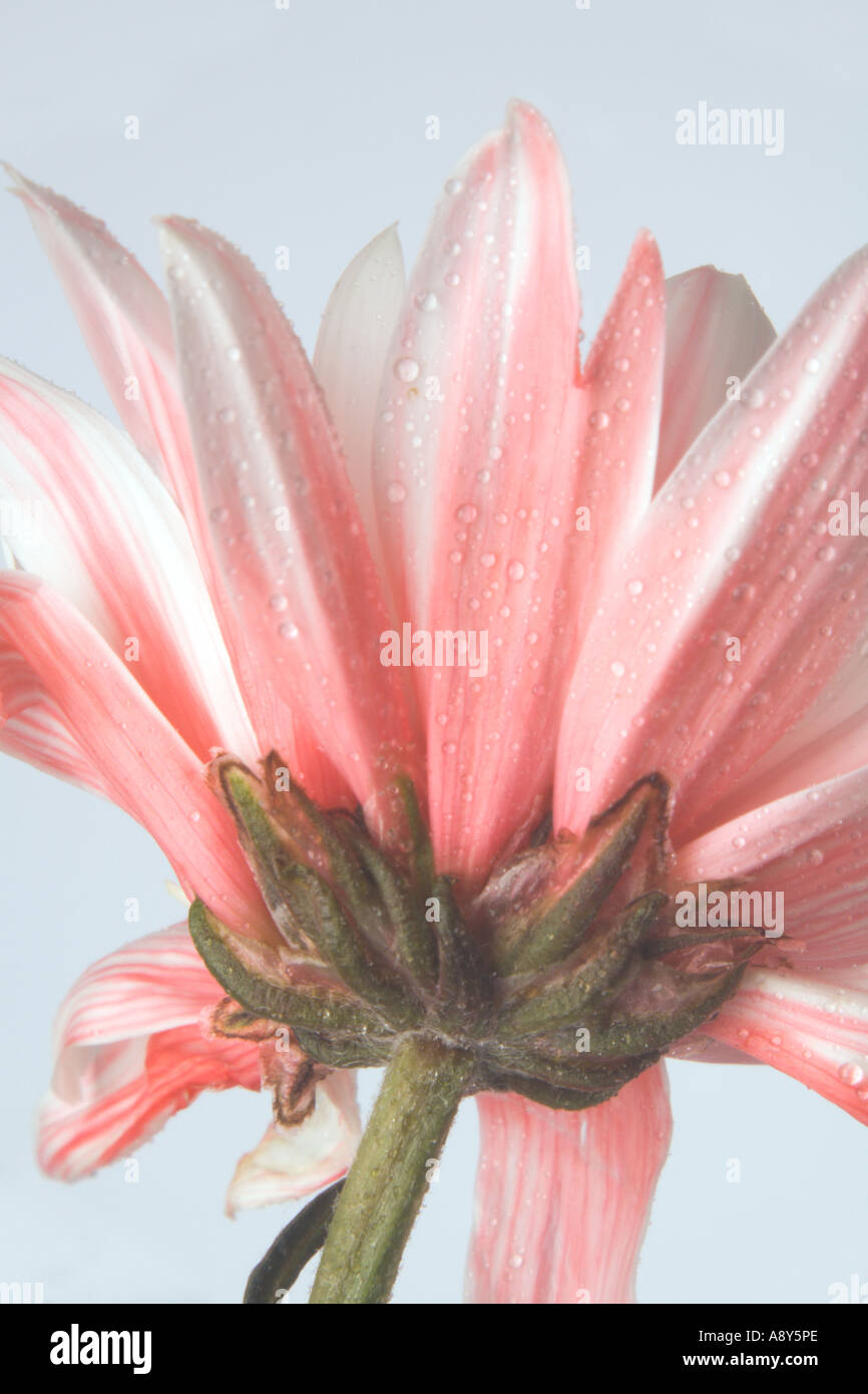 Spray bloom form hi-res stock photography and images - Alamy