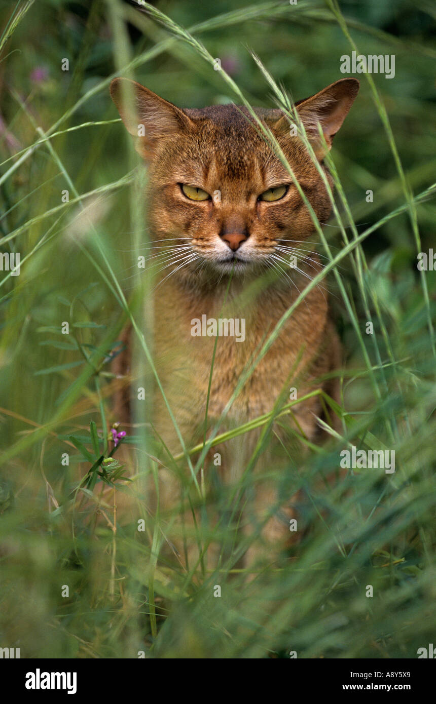 Angry male Abyssinian cat (Felis catus domesticus) amidst wild grasses ...