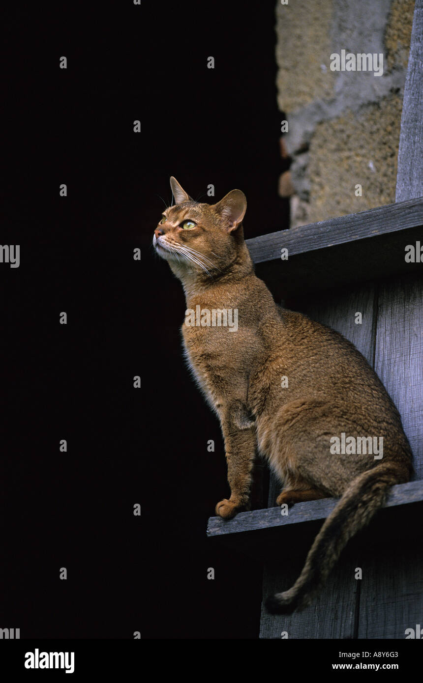 Abyssinian cat bird hi-res stock photography and images - Alamy