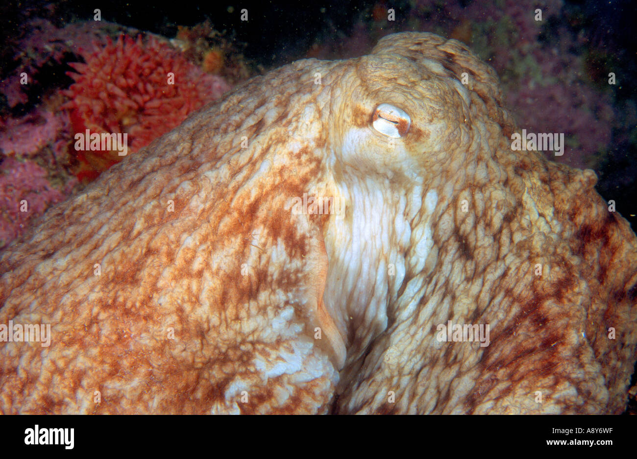 Giant North Pacific octopus sitting on the bottom, the species name is ...
