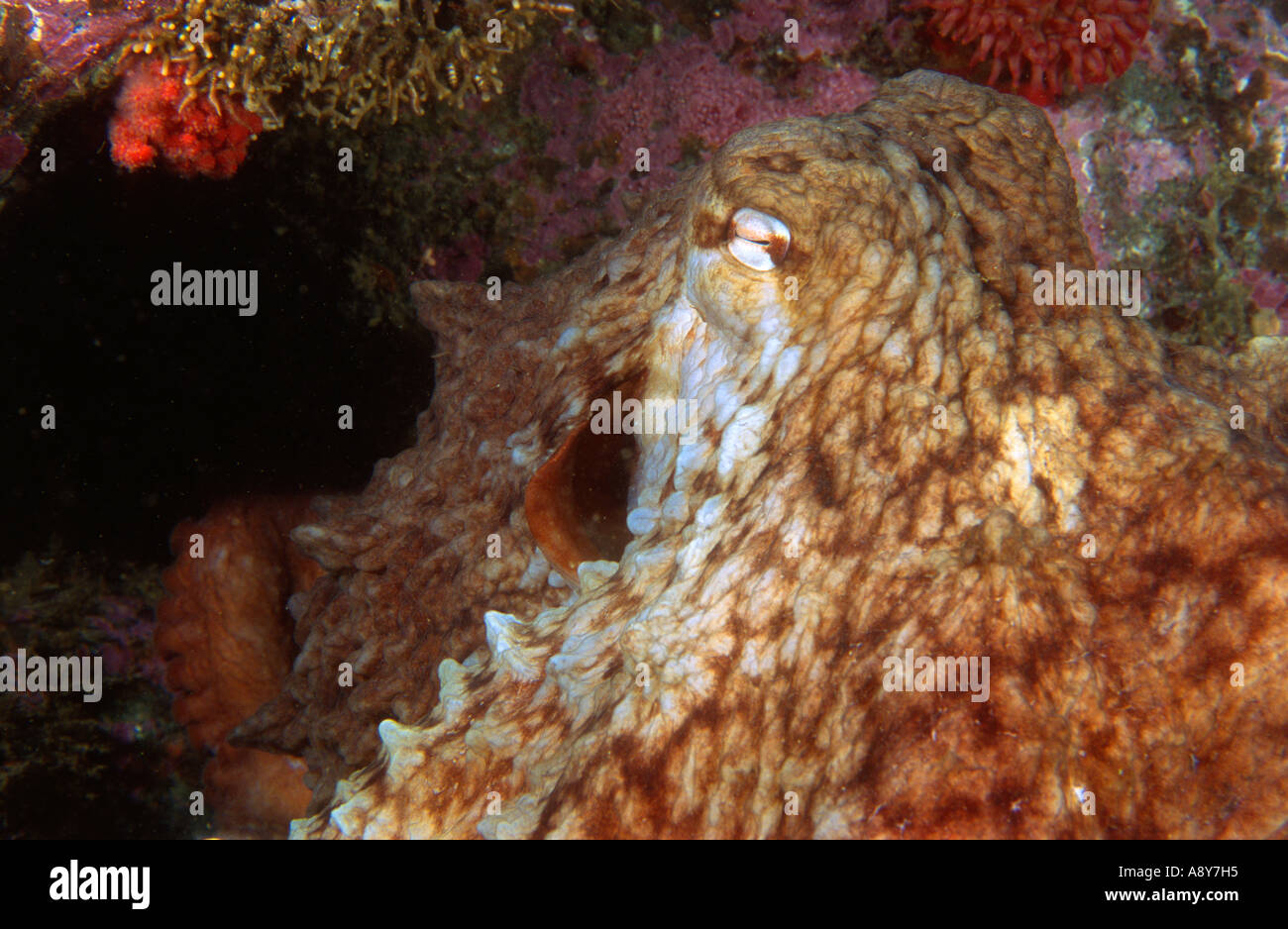 Giant pacific octopus eye hi-res stock photography and images - Alamy