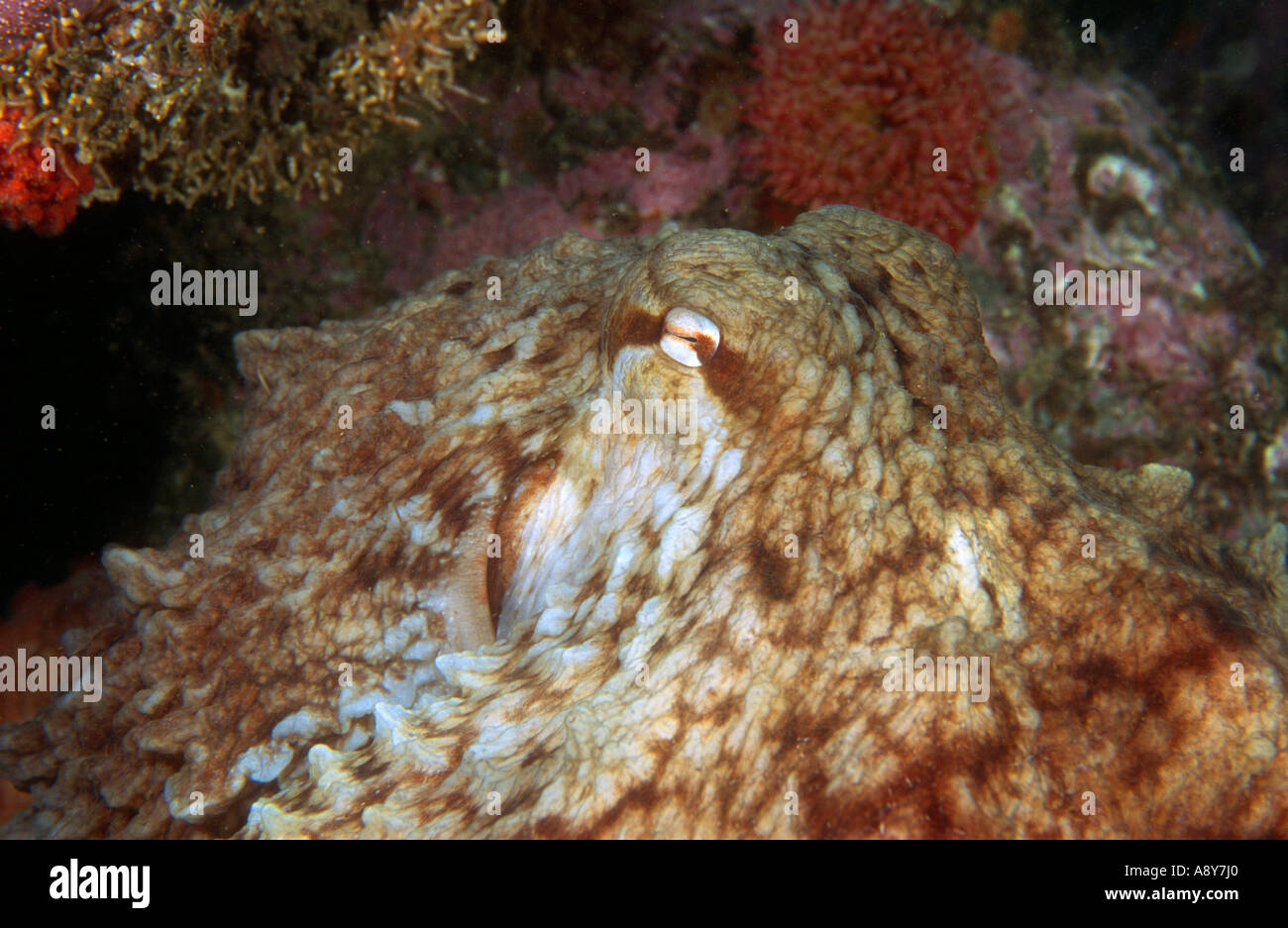 Giant pacific octopus eye hi-res stock photography and images - Alamy
