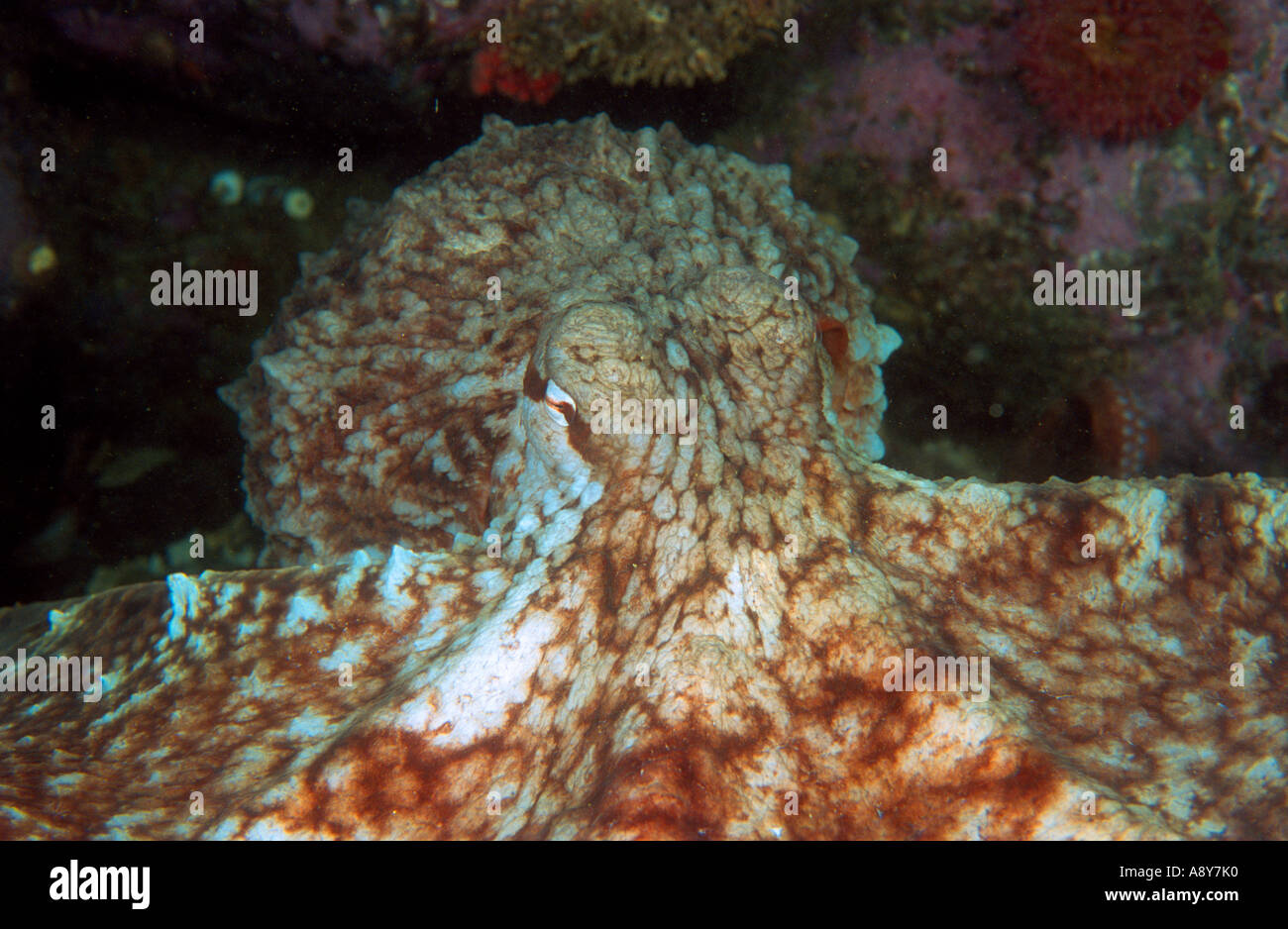 Giant pacific octopus eye hi-res stock photography and images - Alamy