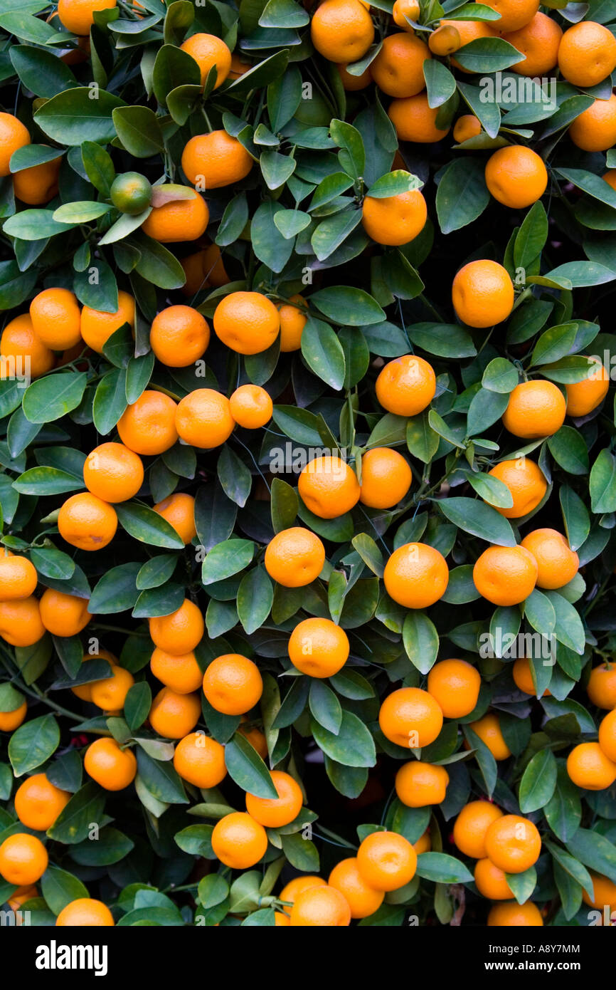 Tiny Oranges on the Shrub Used to Celebrate Chinese New Year Guangzhou ...