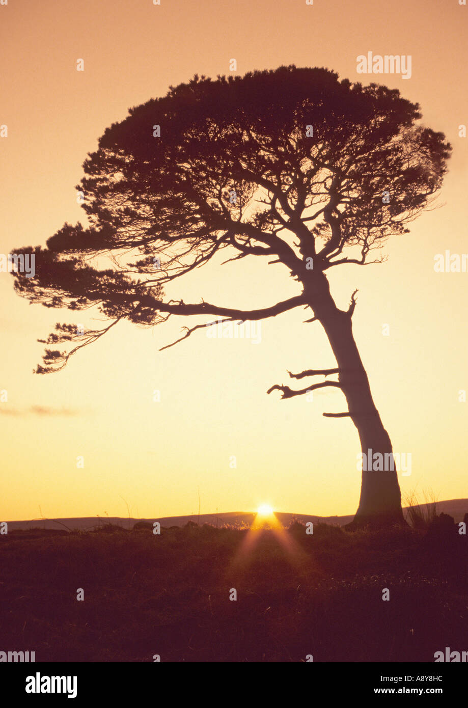 Scottish bonnet hi-res stock photography and images - Alamy