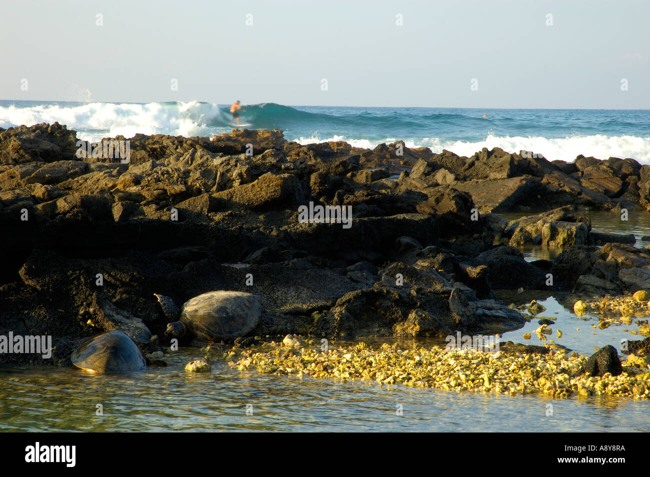 Resting turtles and a surfer Kukio Bay Kailua Kona Hawaii Stock Photo ...