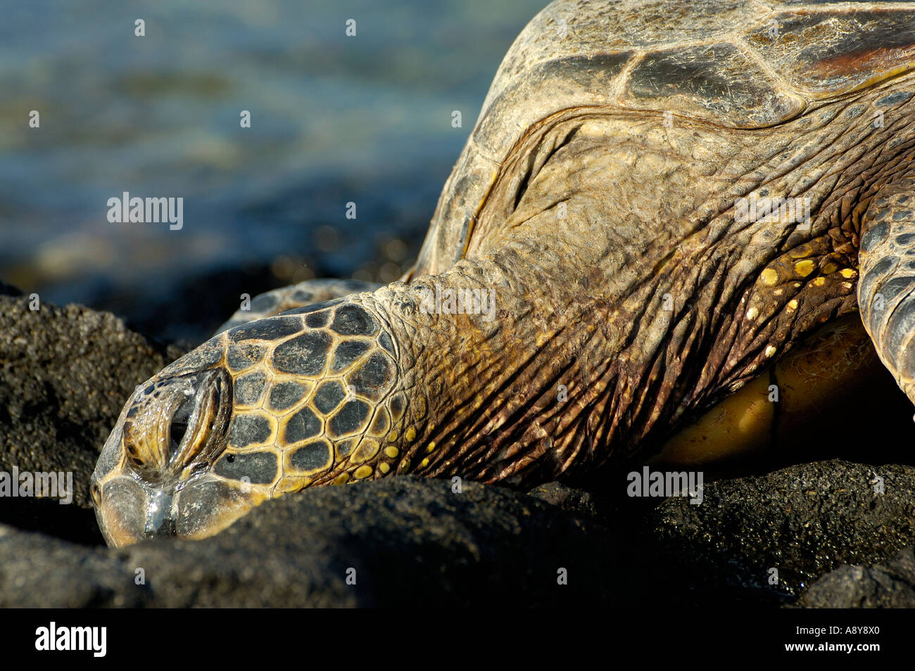 Kukio beach hi-res stock photography and images - Alamy