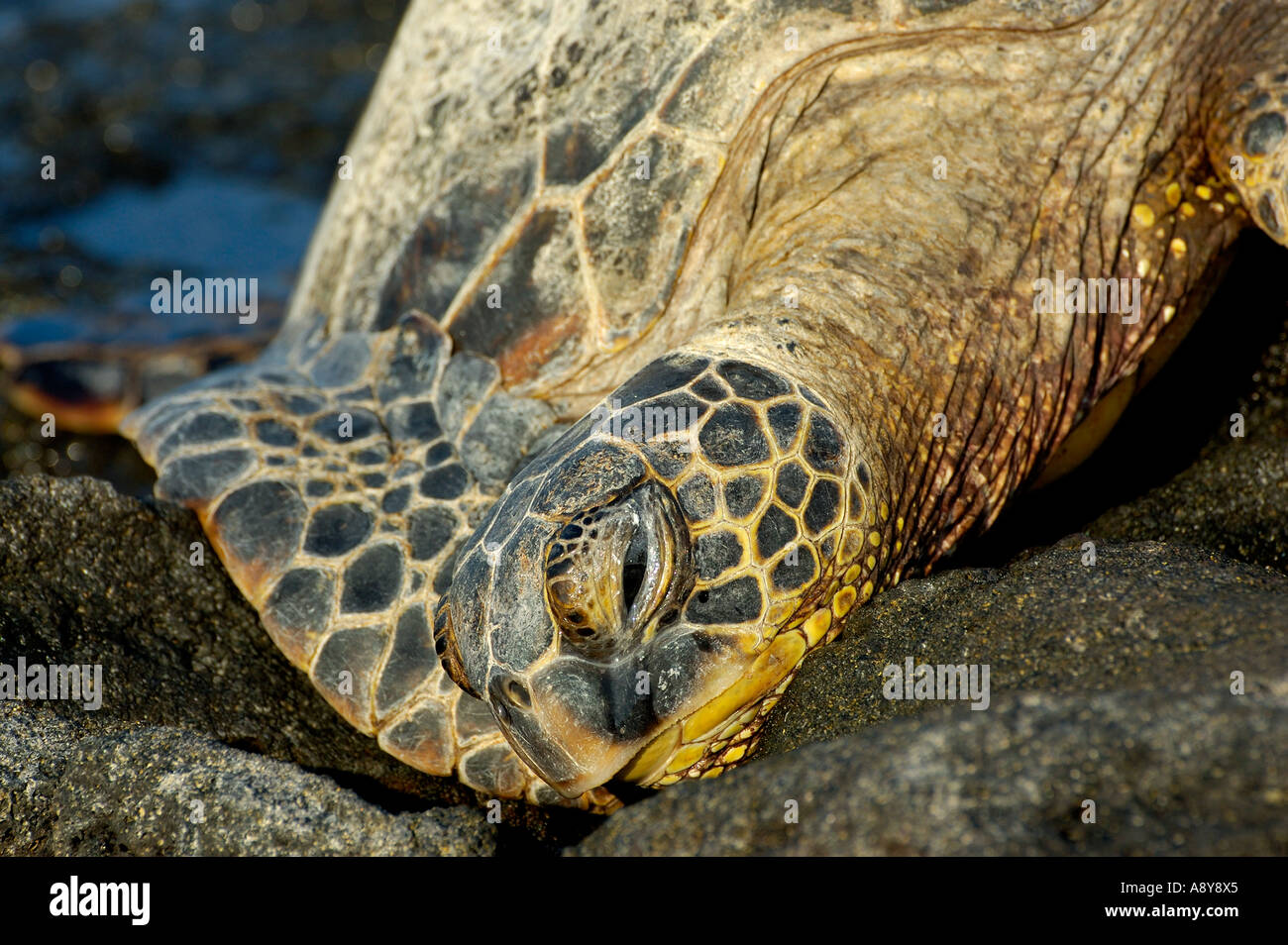 Sunset kailua bay hi-res stock photography and images - Alamy