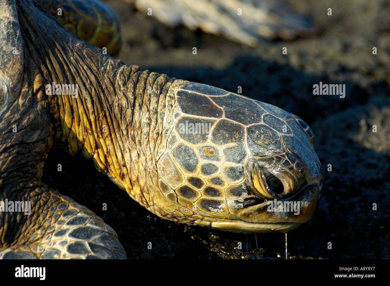 Sunset kailua bay hi-res stock photography and images - Alamy