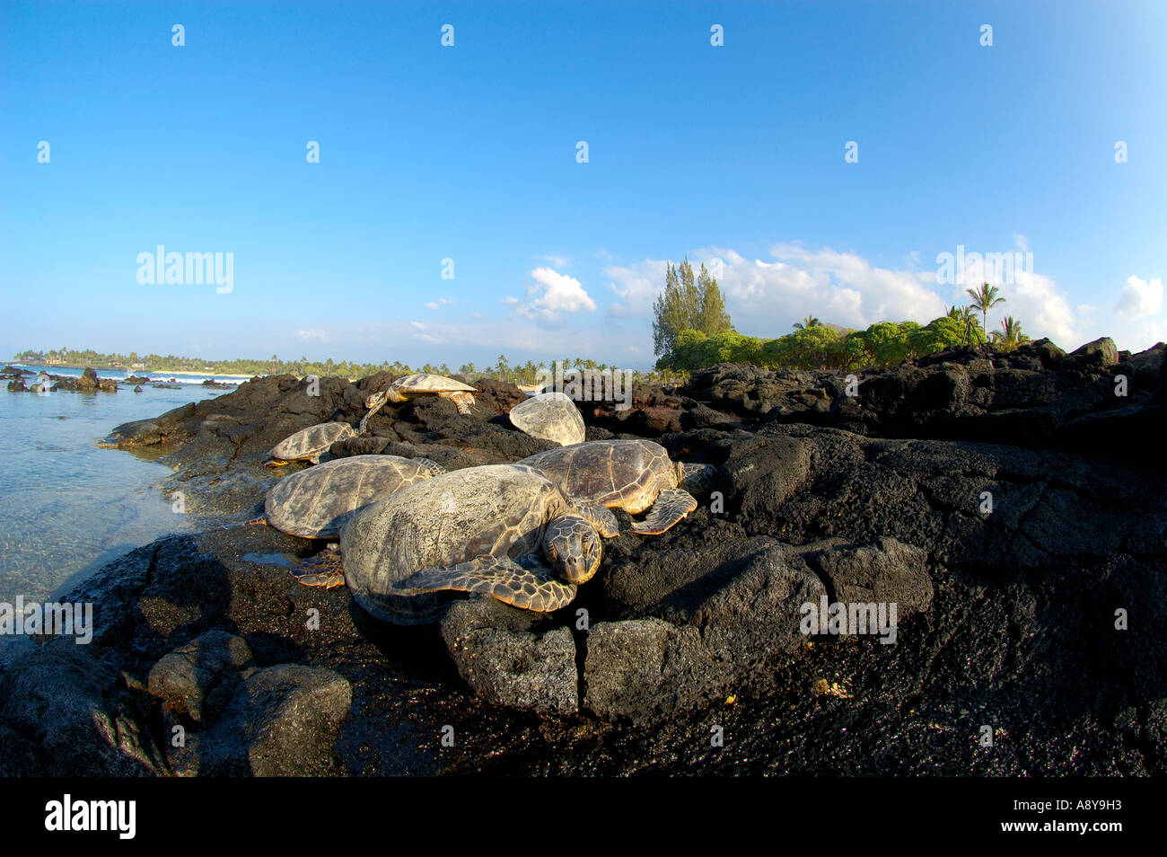 Hawaii turtle bay turtles hi-res stock photography and images - Alamy