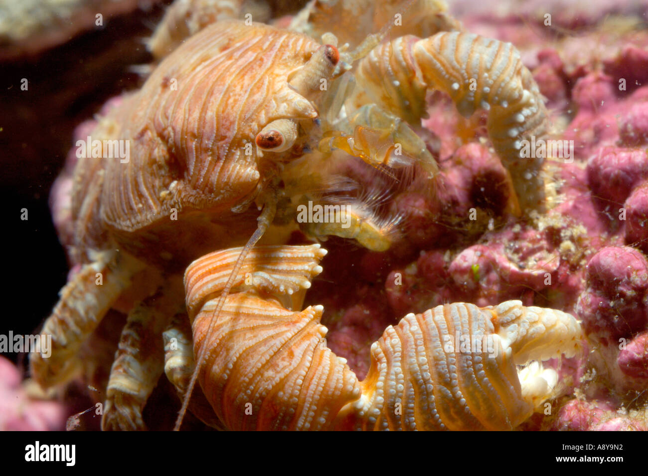 Striped crab Dermaturus mandtii (Crustacea) on a stone encrusted by red ...