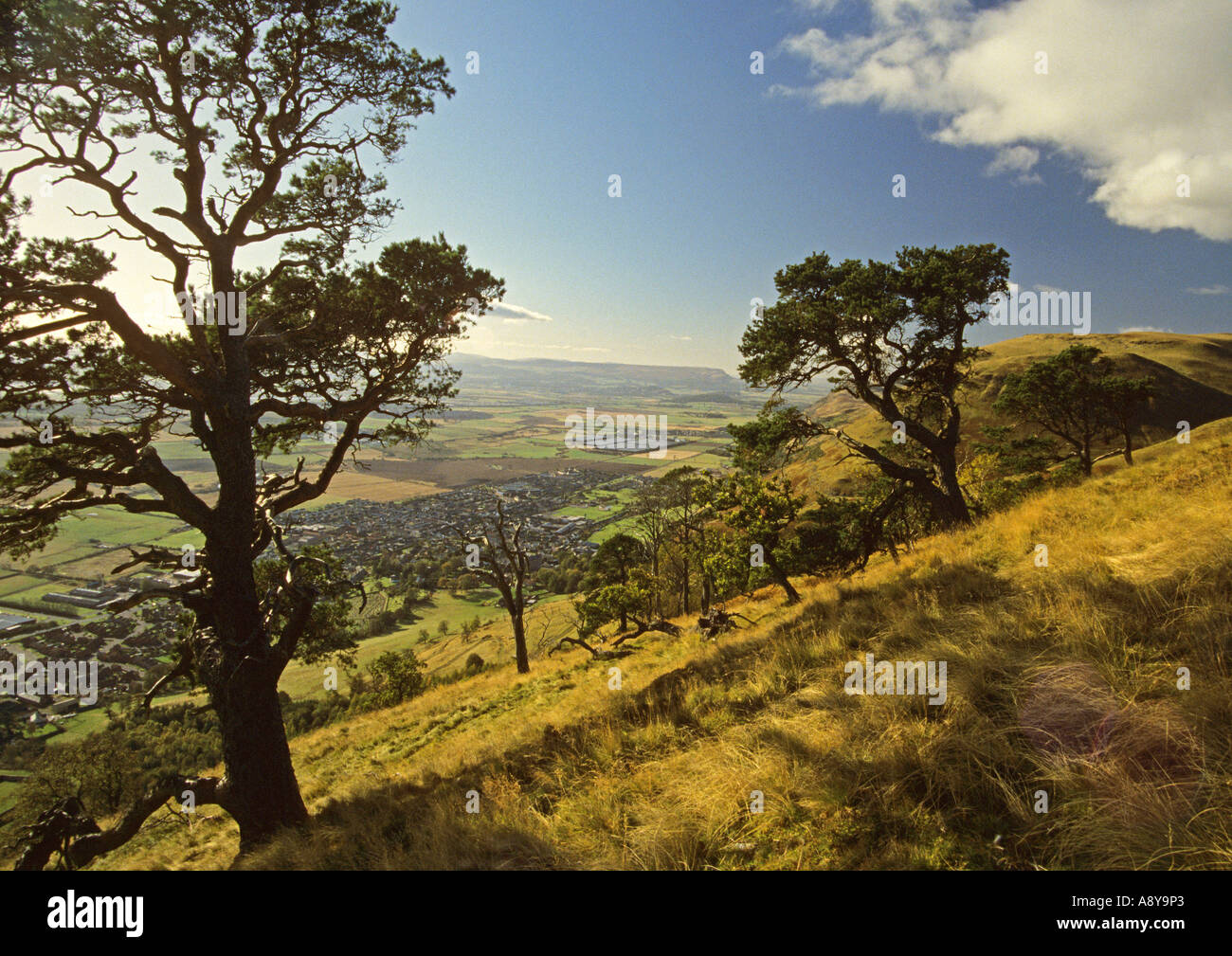 Scots Pine trees in the Silver Glen in the Ochil Hills between Alva and ...