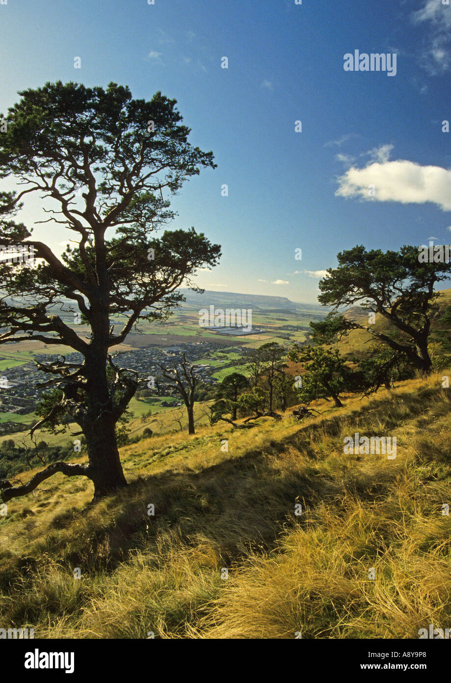 Scots Pine trees in the Silver Glen in the Ochil Hills between Alva and ...