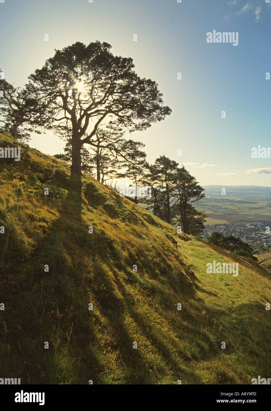 Scots Pine trees in the Silver Glen in the Ochil Hills between Alva and ...