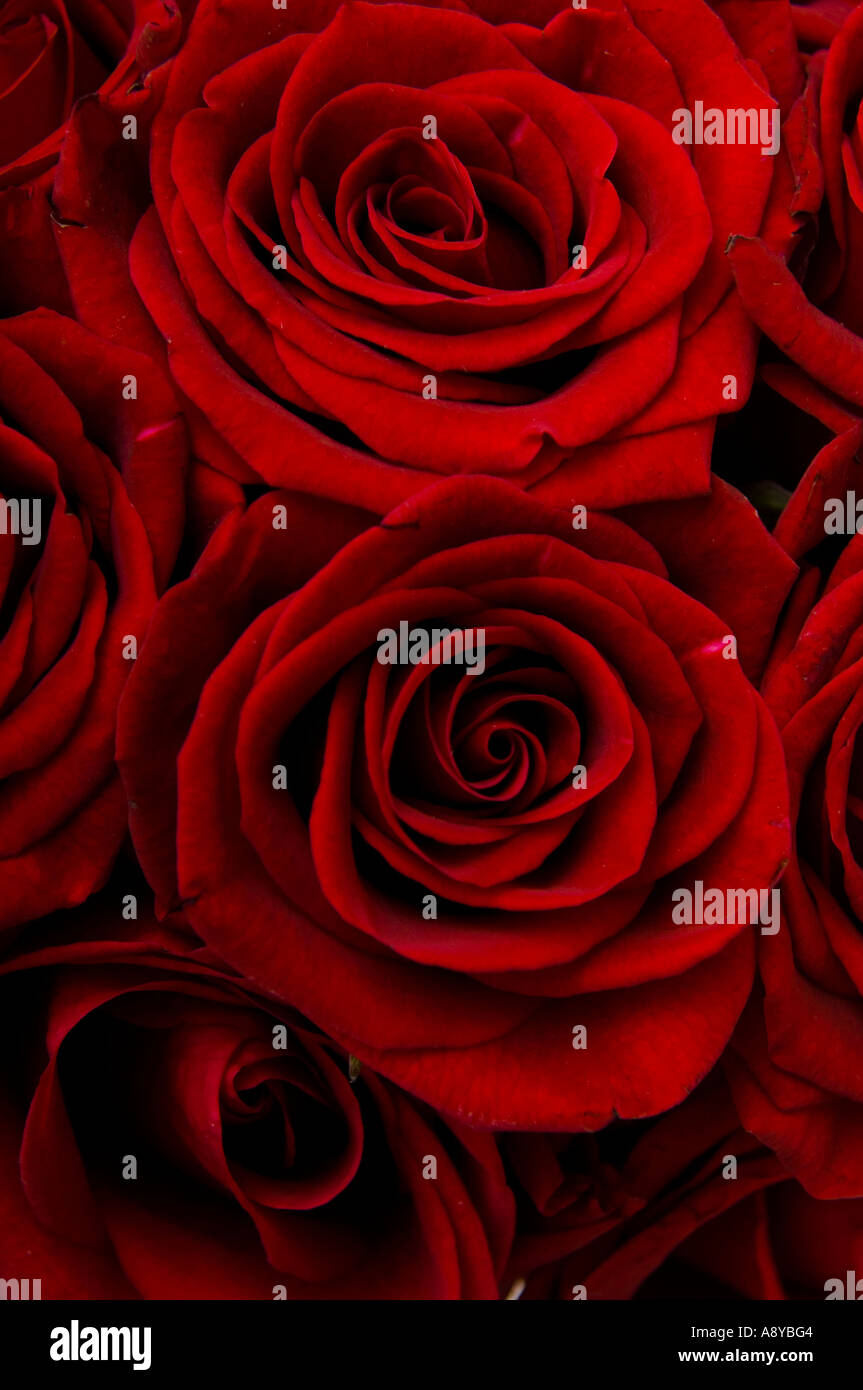 Red rose pattern hi-res stock photography and images - Alamy
