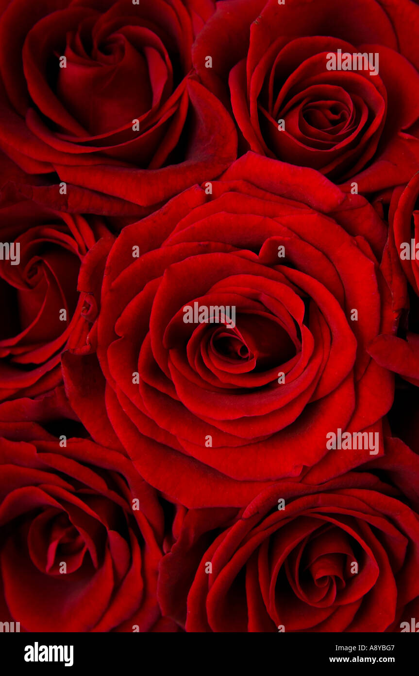 Red rose pattern hi-res stock photography and images - Alamy