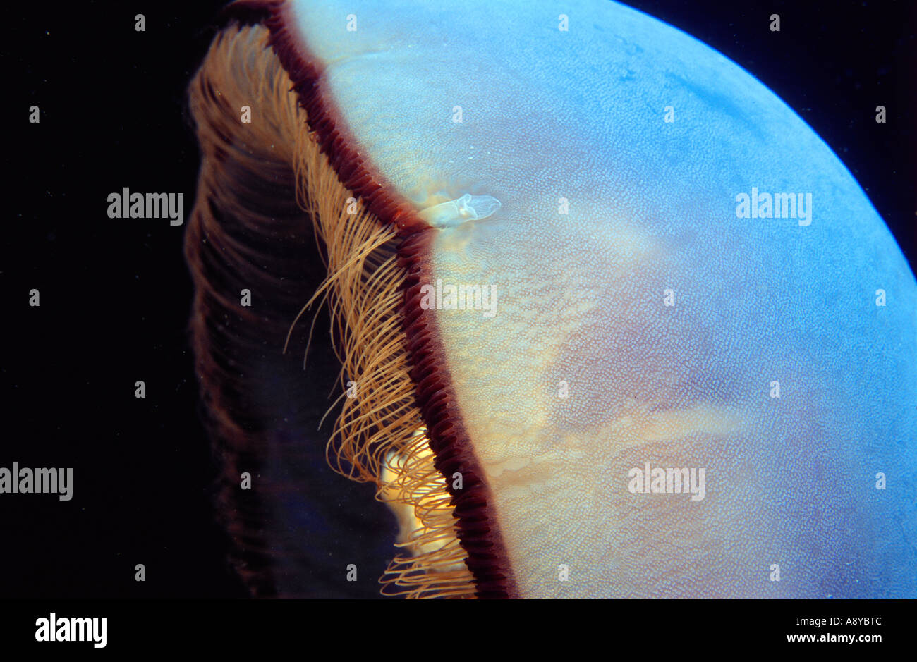 Macro shoot of umbrella of jellyfish Aurelia labiata showing a special ...