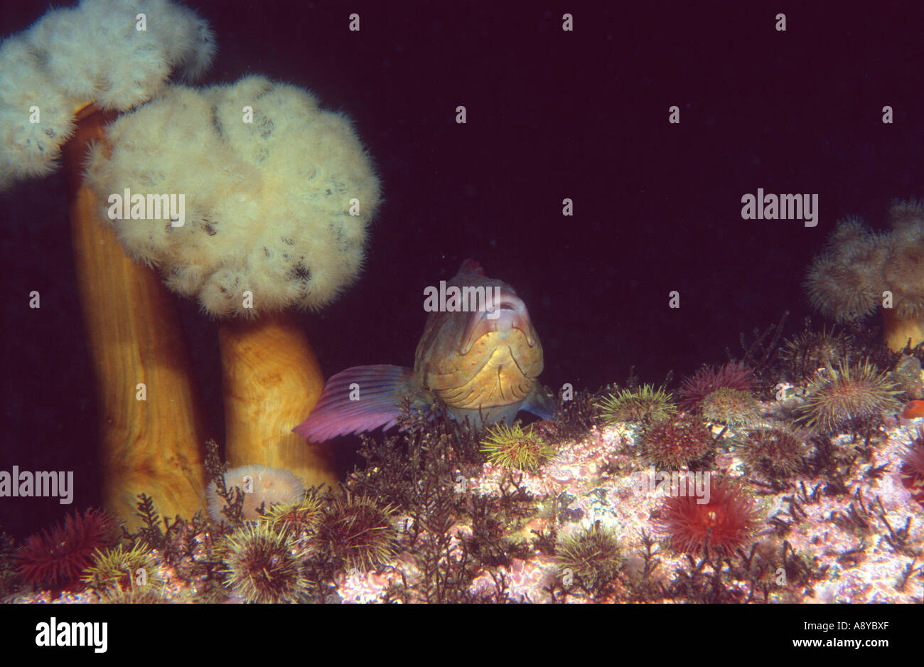 Hexagrammos lagocephalus hi-res stock photography and images - Alamy