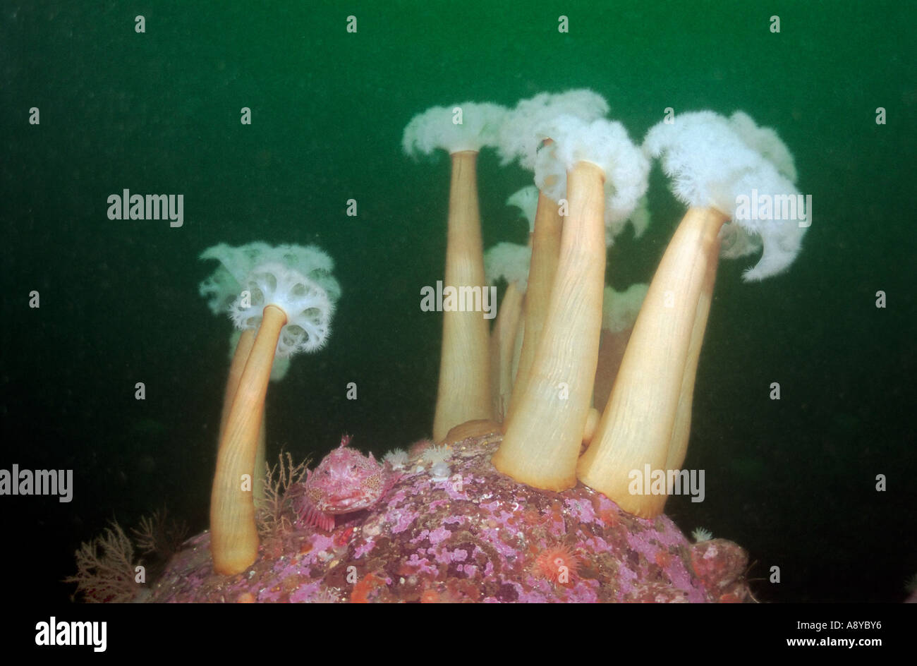 A group of giant specimens of sea anemone Metridium senile fimbriatum ...
