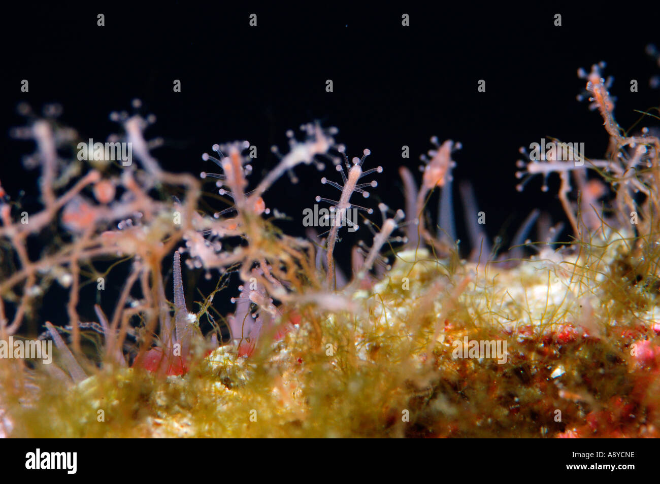Polyp hydroid colony hi-res stock photography and images - Alamy