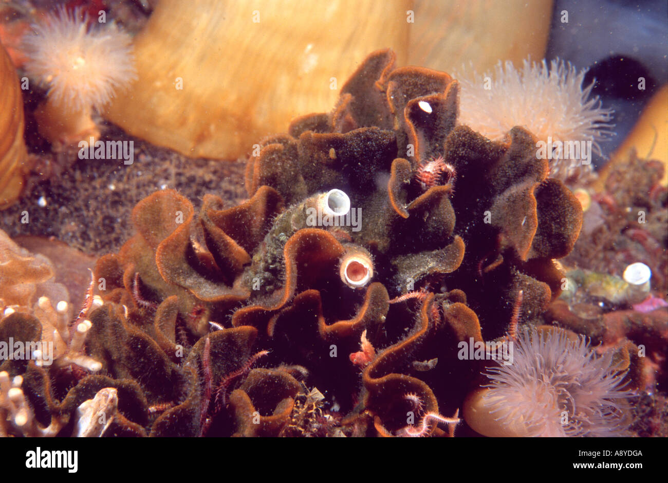Benthic habitats hi-res stock photography and images - Alamy