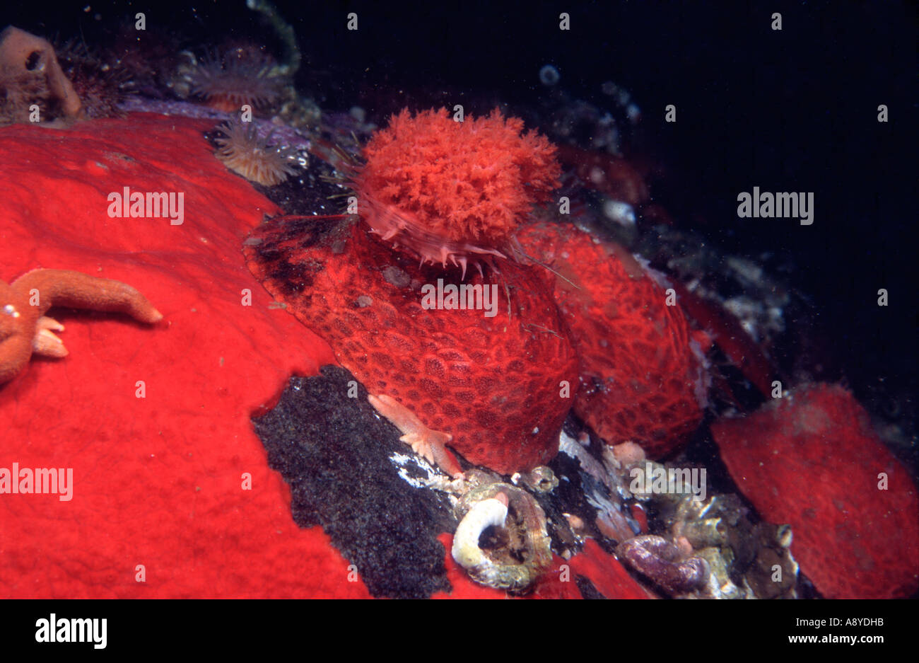 Marine benthic invertebrates bright red sea cucumber holothurian Psolus ...