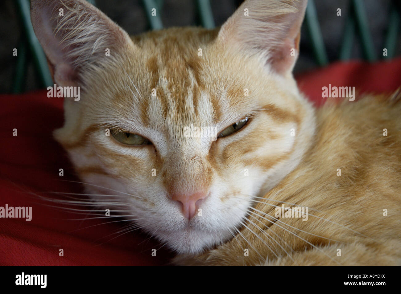 Cat waking up from nap Stock Photo - Alamy