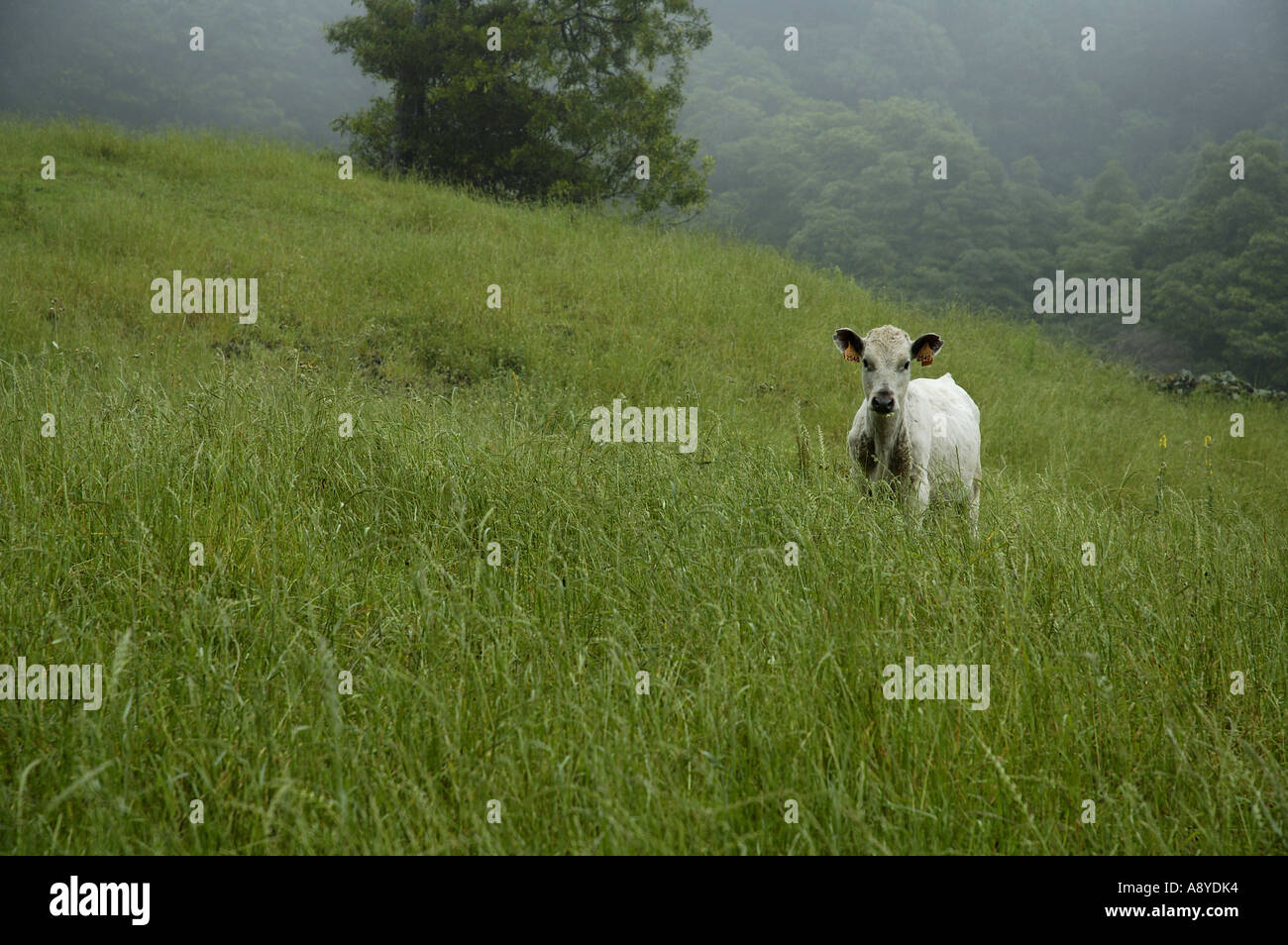 Cow in mist on hillside, Pico island, Azores Stock Photo - Alamy