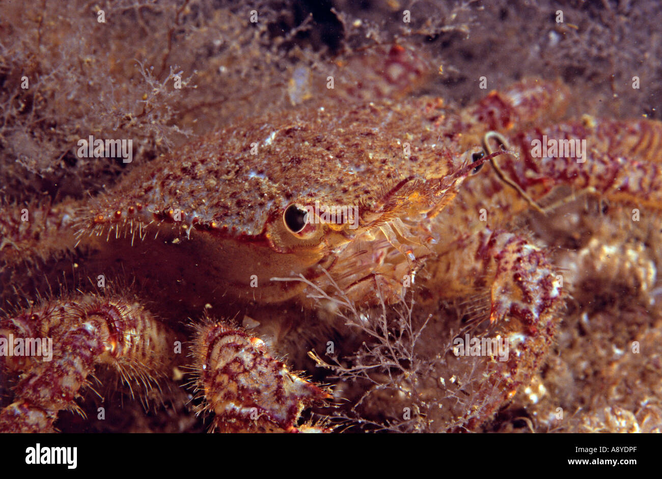 Helmet crab hi-res stock photography and images - Alamy