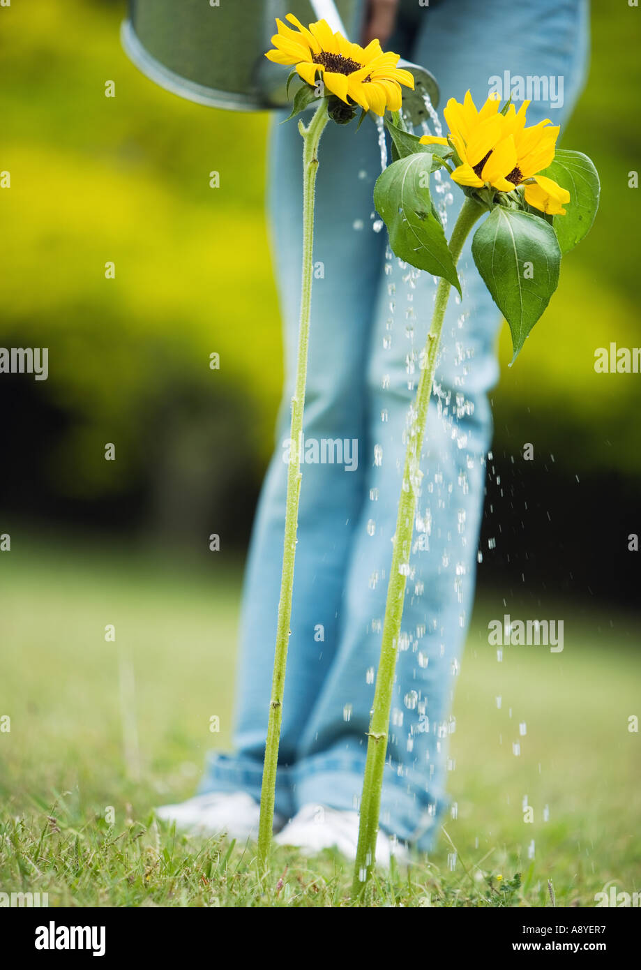 Watering can partial view hi-res stock photography and images - Alamy