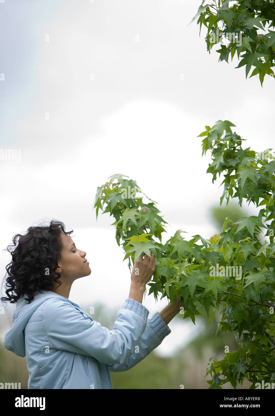Young woman maple leaves standing hi-res stock photography and images ...