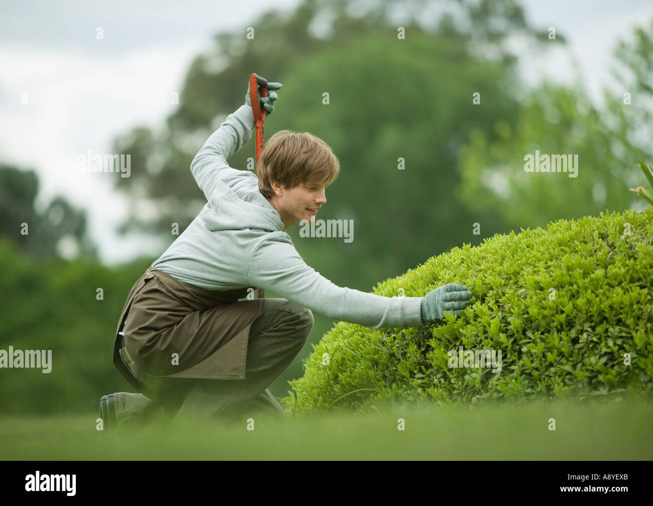 Man doing yard work, inspecting bush Stock Photo - Alamy