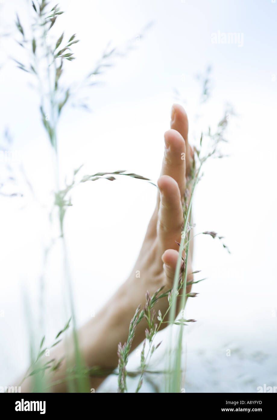 Female hand reaching out in long grass Stock Photo - Alamy