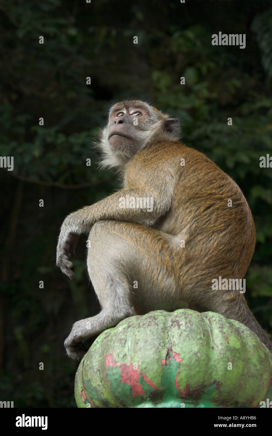 monkey sitting eyes looking up into empty space with copyspace Stock ...