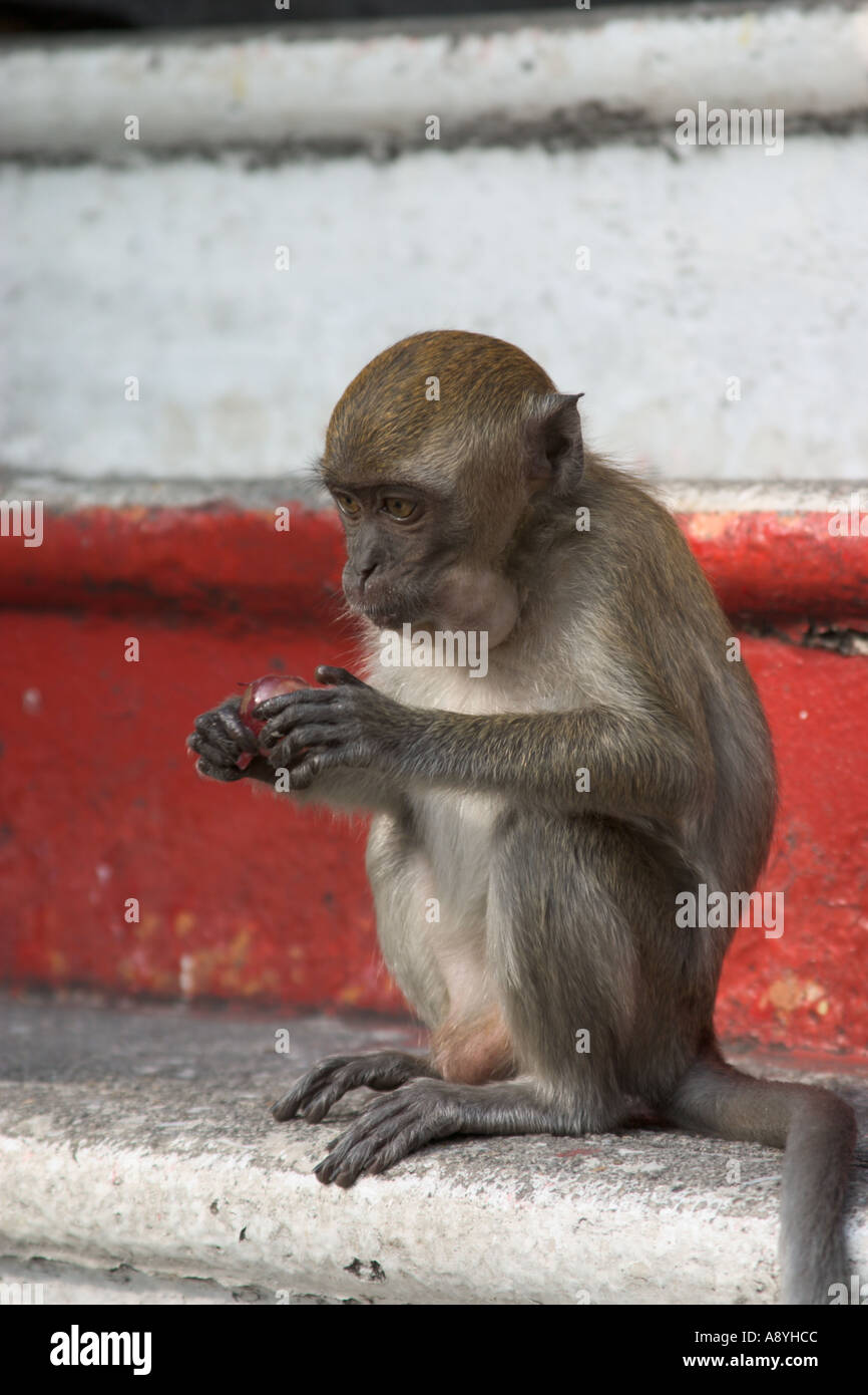 Monkey hands hi-res stock photography and images - Alamy