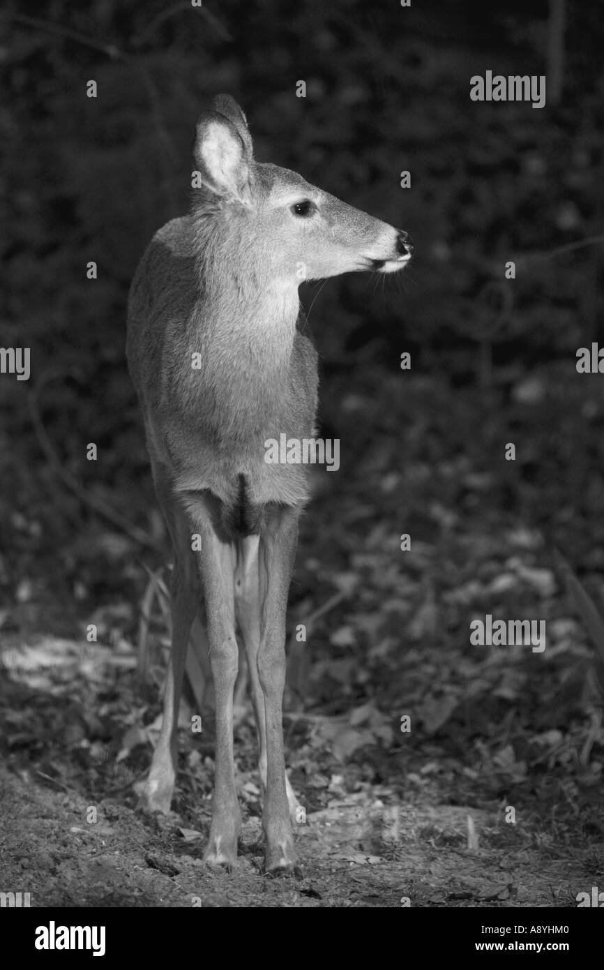 White tailed deer yearling hi-res stock photography and images - Alamy