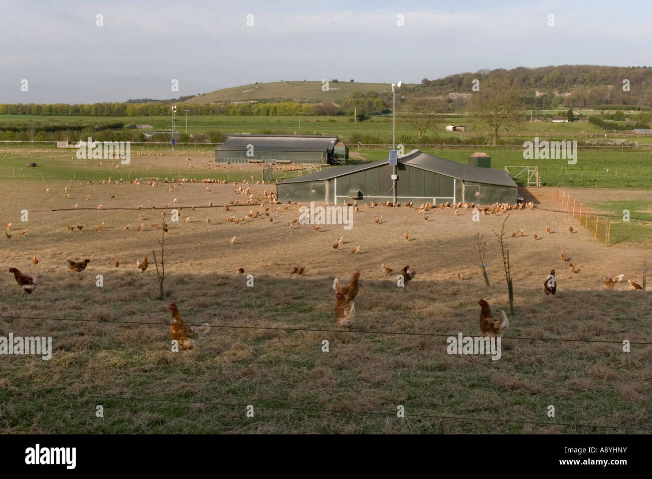 Freerange Chicken Farm - Tring - Hertfordshire Stock Photo - Alamy