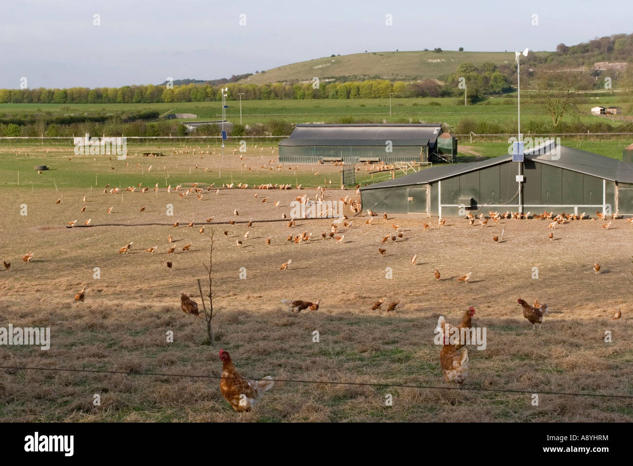 Chicken outside chicken coop hi-res stock photography and images - Alamy