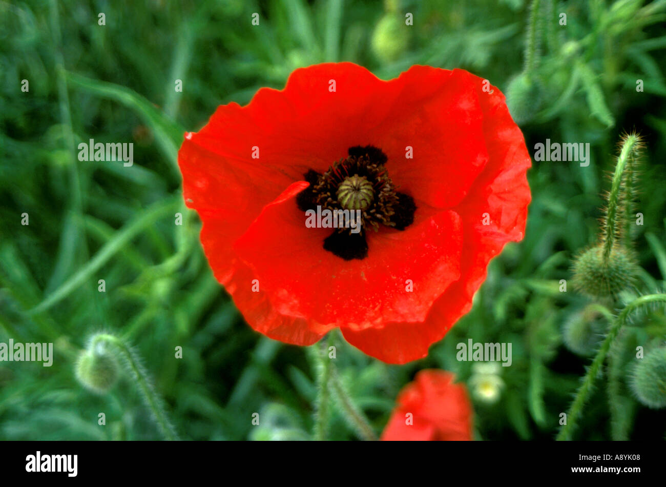 Common Red Poppy Stock Photo - Alamy