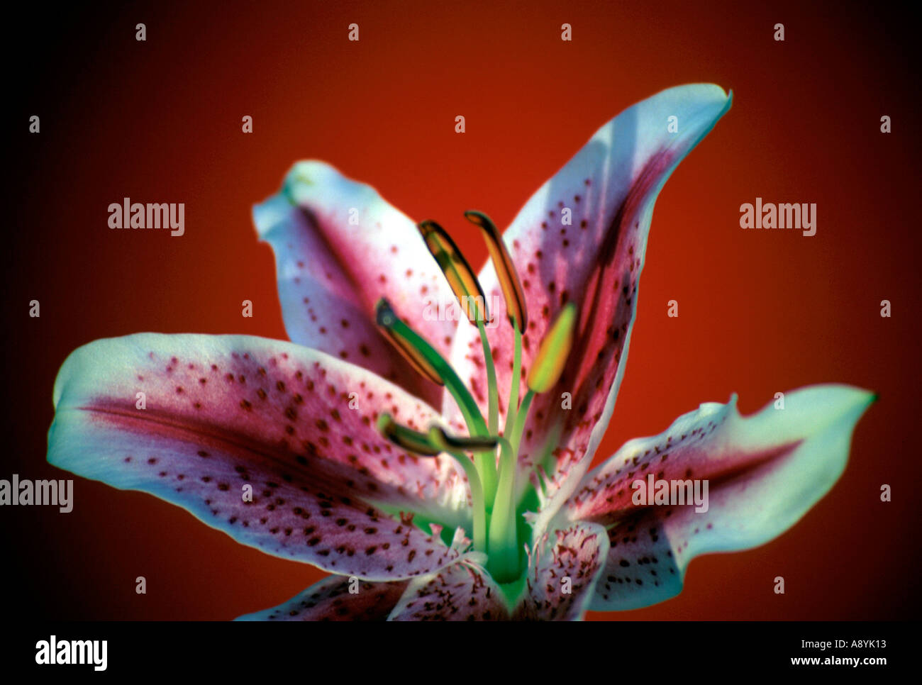 Lily reproduction hi-res stock photography and images - Alamy