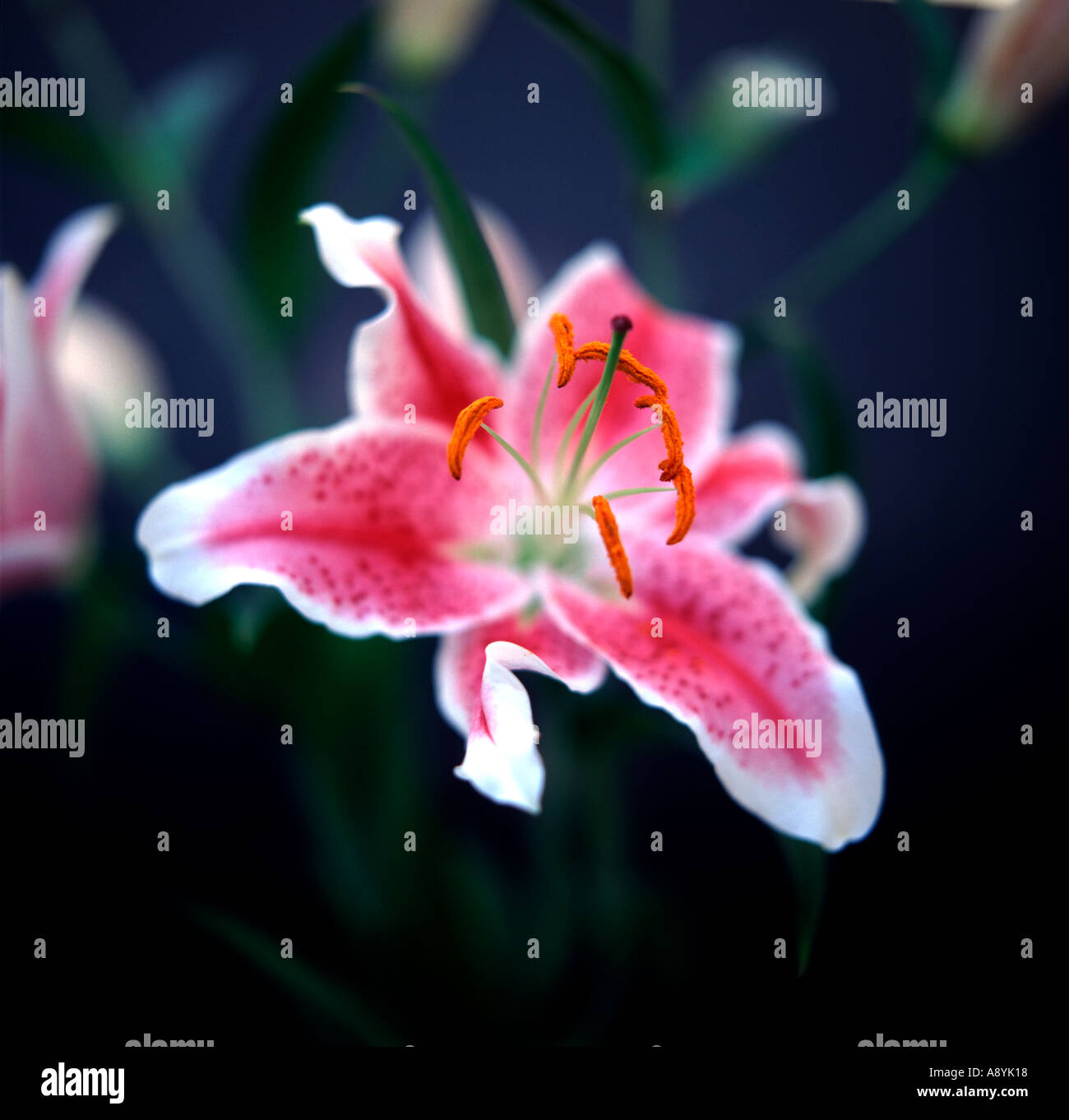 Lily reproduction hi-res stock photography and images - Alamy